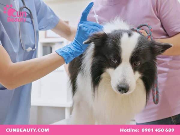 Vacxin 5 bệnh cho chó của Mỹ phòng bệnh gì & tiêm ở đâu?