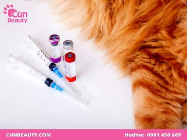 Vacxin 4 bệnh cho mèo tiêm ở đâu uy tín gần bạn?